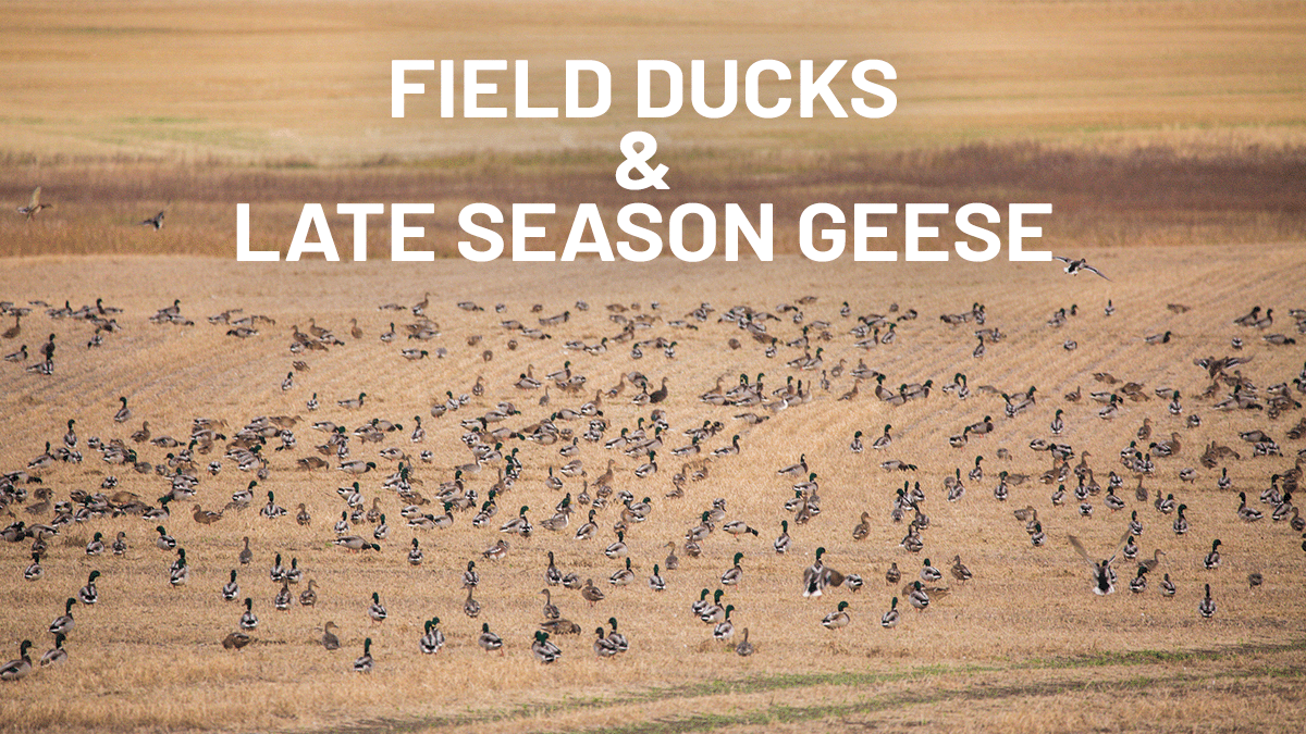 Field Duck Hunting & Late-Season Goose Hunting: Why I Keep Coming Back ...